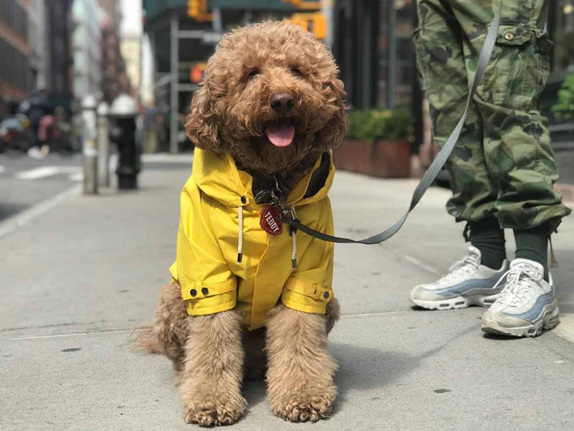 A Conversation with...Parisa Fowles-Pazdro of Max-Bone - Eleish Van ...