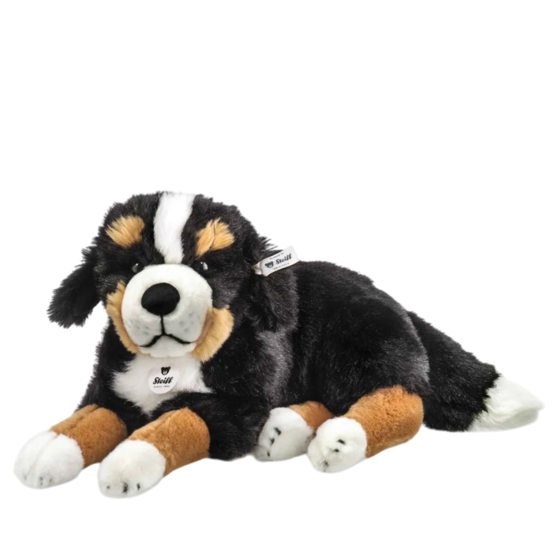 Siggi Bernese Mountain Dog - Eleish Van Breems Home